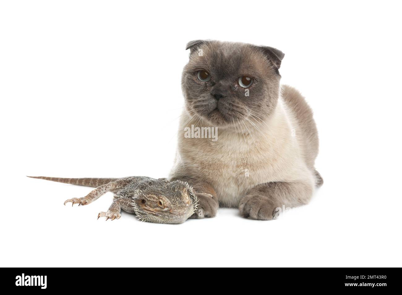 Cute Scottish fold cat and bearded lizard on white background. Funny ...