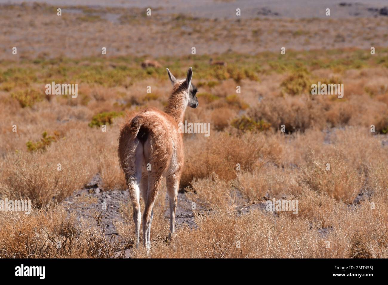 Guanaco in Atacama Desert Chile South America Stock Photo - Alamy