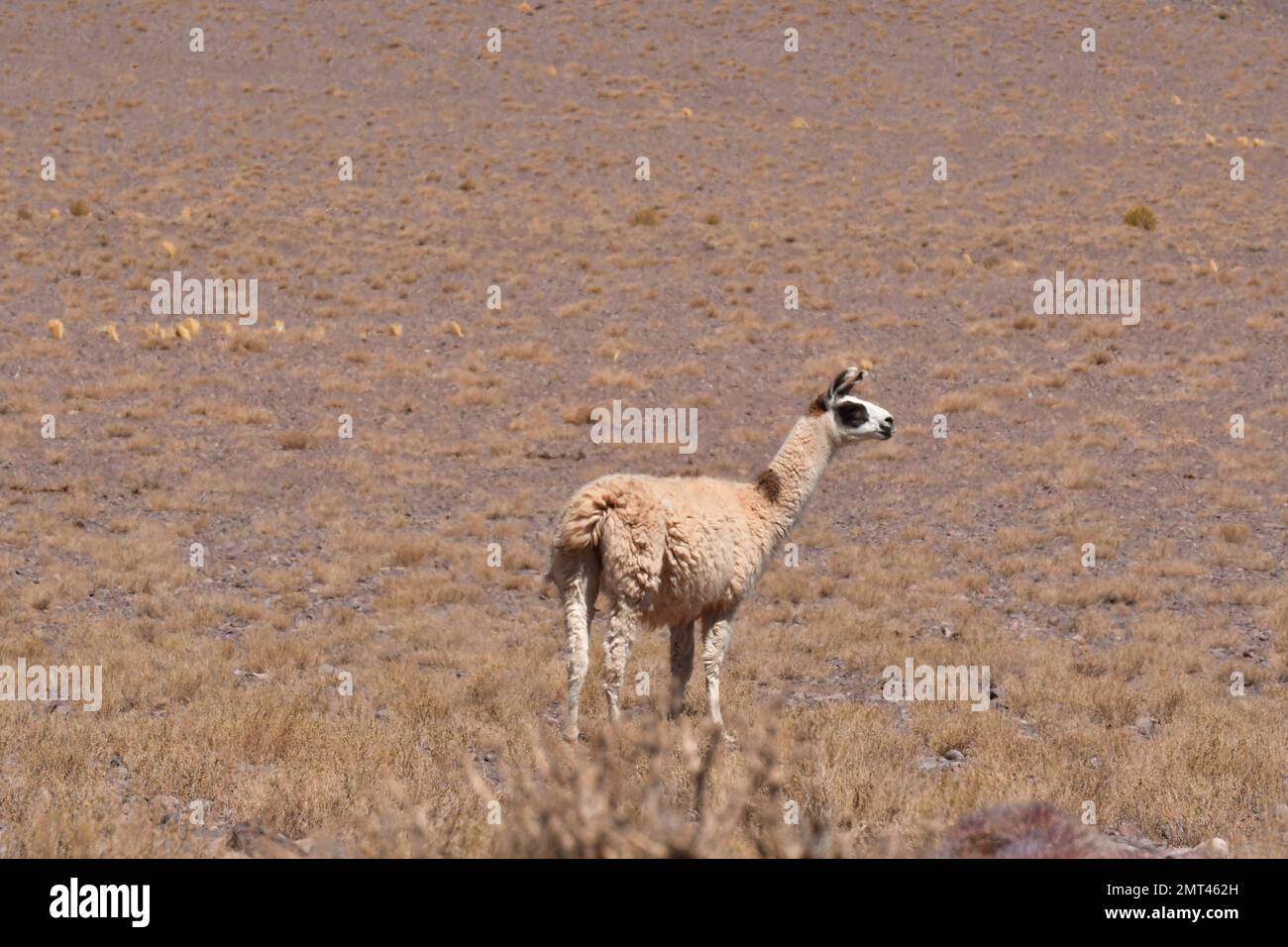 Lamas in Atacama Desert Chile South America Stock Photo - Alamy