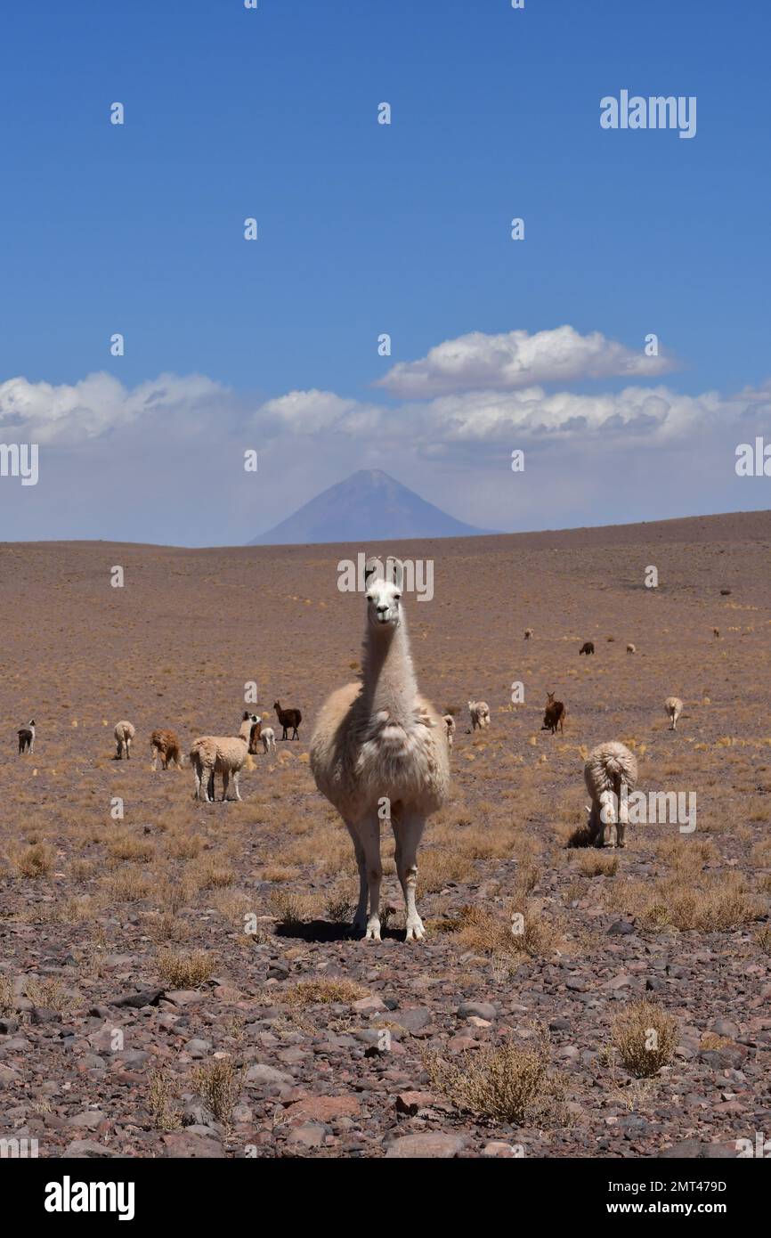Lama in front of Volcano in Atacama Desert Chile South America Stock ...