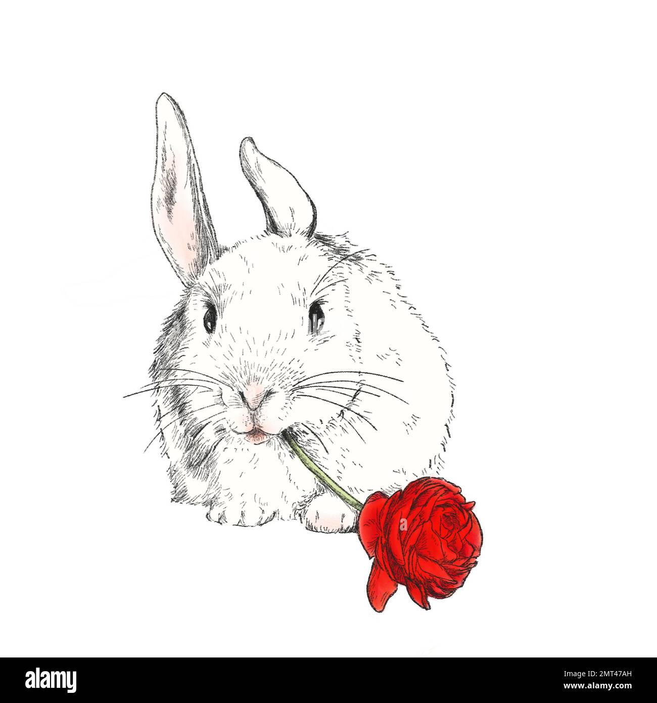 An illustration of a cute rabbit sketch with a red rose on a white ...