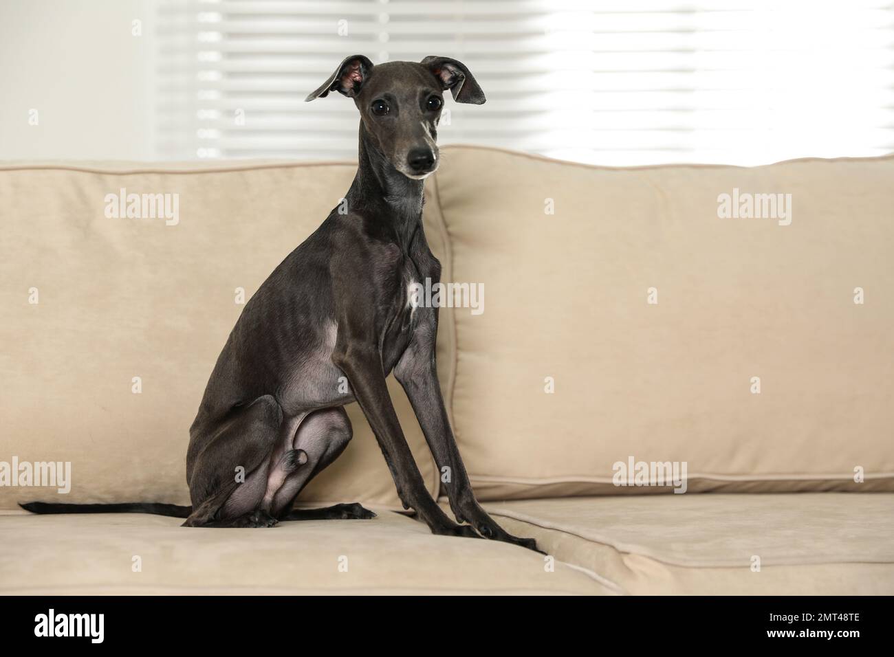 Italian Greyhound dog on sofa at home Stock Photo - Alamy