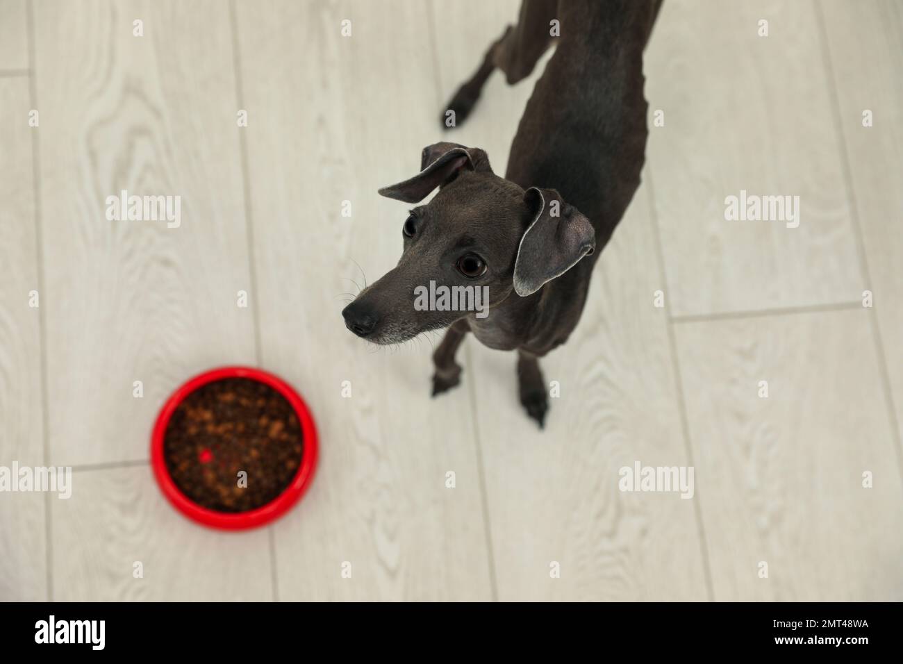 Italian Greyhound dog near feeding bowl at home, above view Stock Photo ...