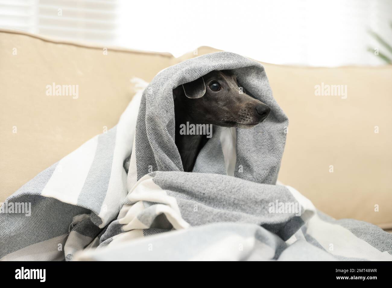 Cute dog covered plaid hi-res stock photography and images - Alamy