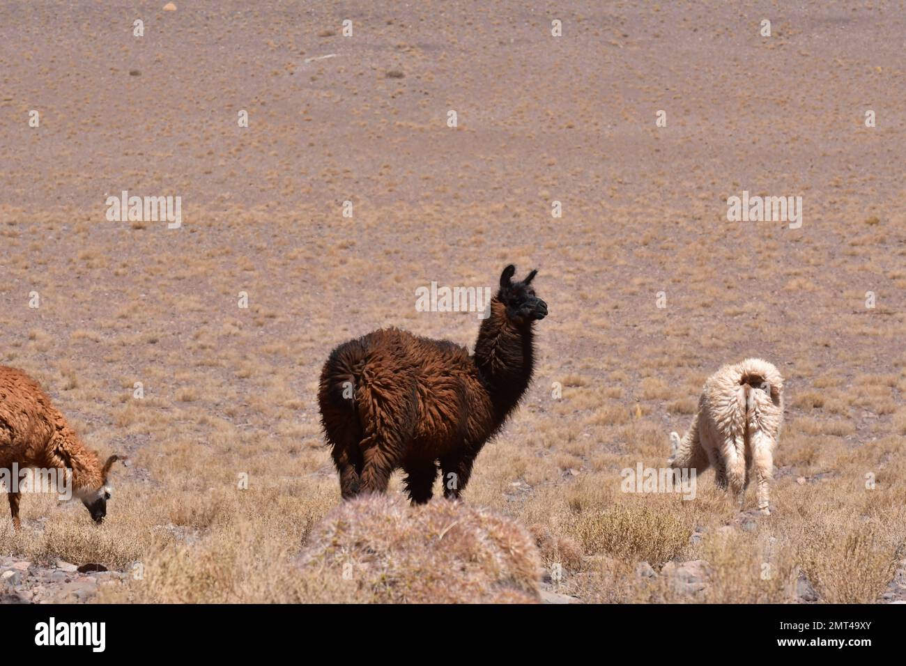 Lamas in Atacama Desert Chile South America Stock Photo - Alamy