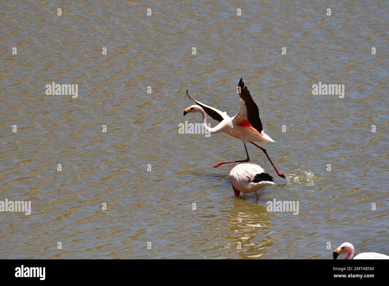 Flamingo starting landing in Atacama Desert chile South America Stock ...