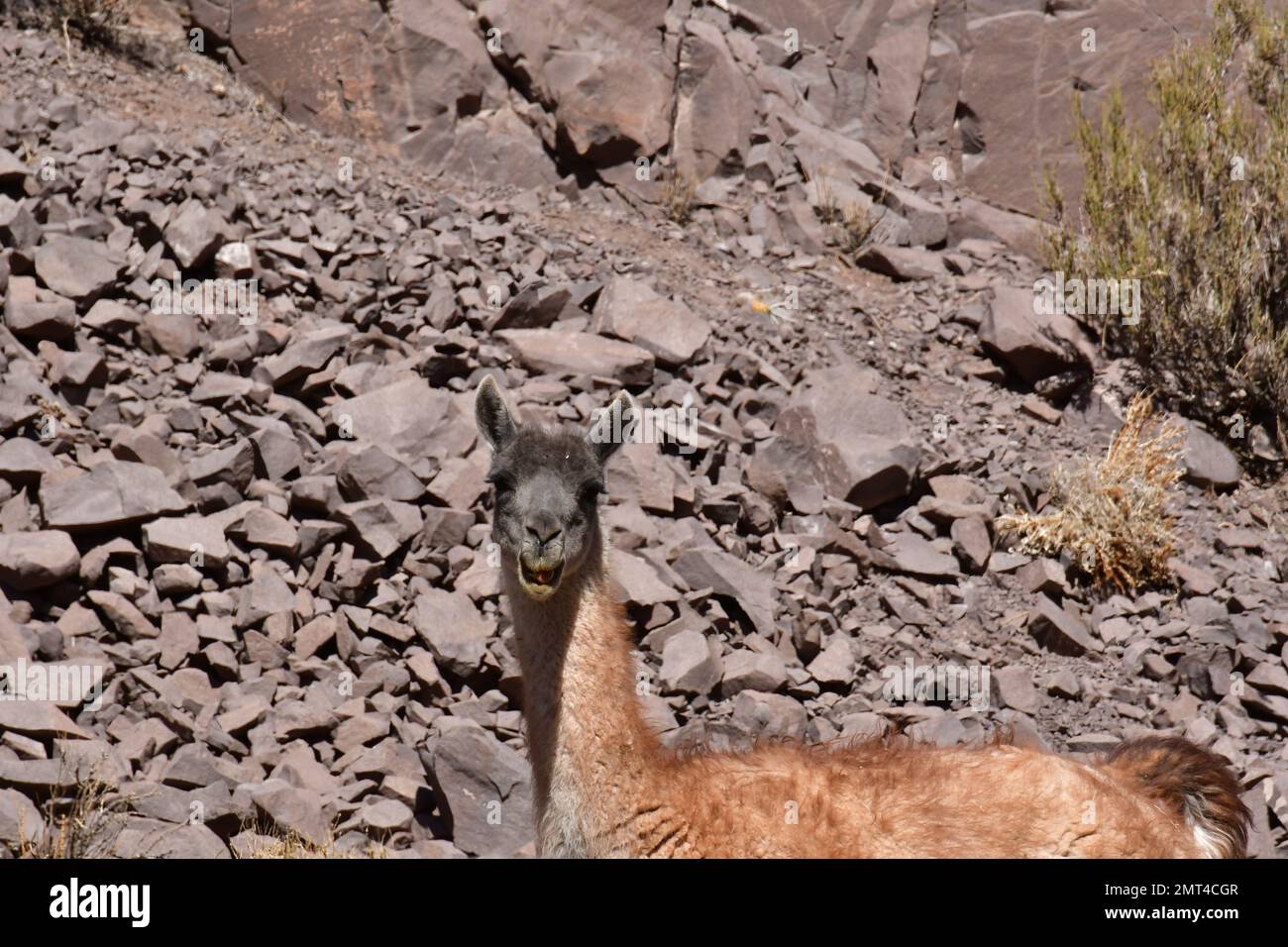 Guanaco in Atacama Desert Chile South America Stock Photo - Alamy