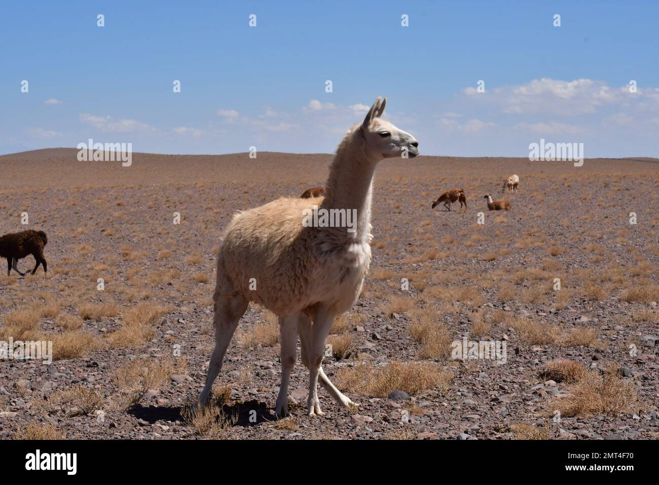 Lamas in Atacama Desert Chile South America Stock Photo - Alamy