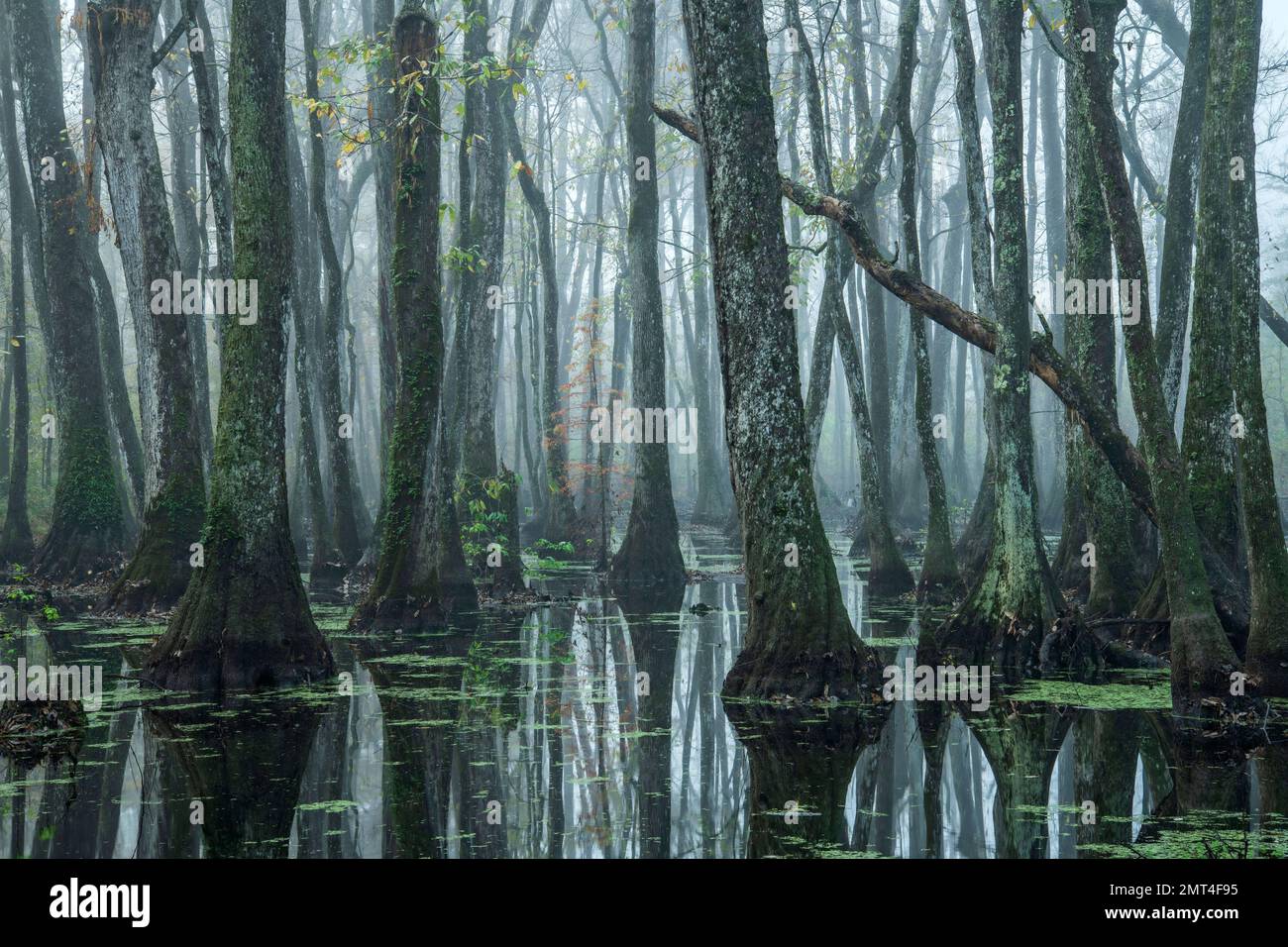USA, Deep South,Mississippi, Canton, Natchez Trace Stock Photo - Alamy