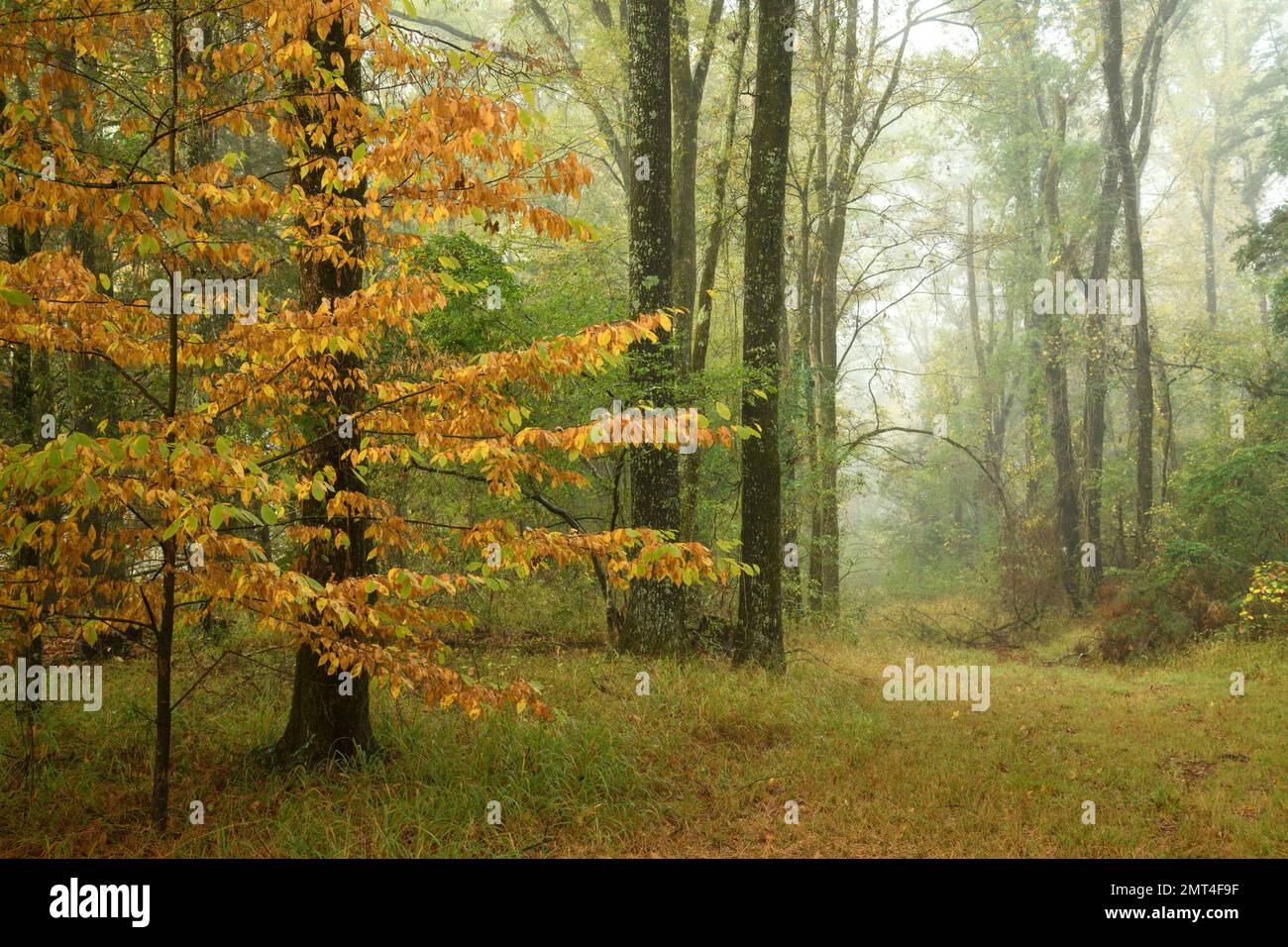 USA, Deep South,Mississippi, Canton, Natchez Trace Stock Photo - Alamy