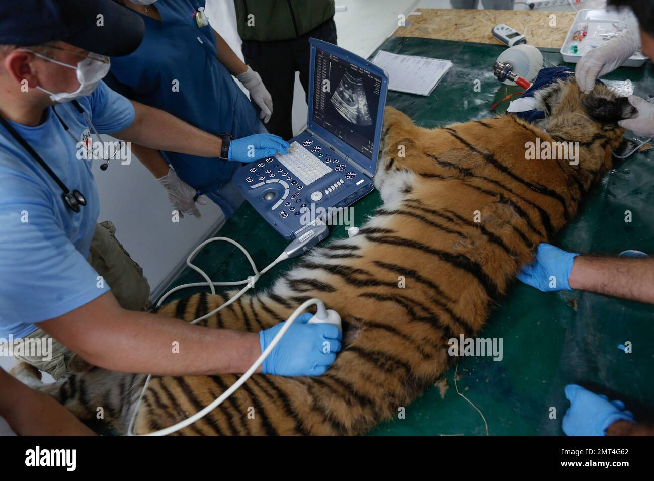 In this Wednesday, July 26, 2017 photo, a tiger receives an ultrasound ...