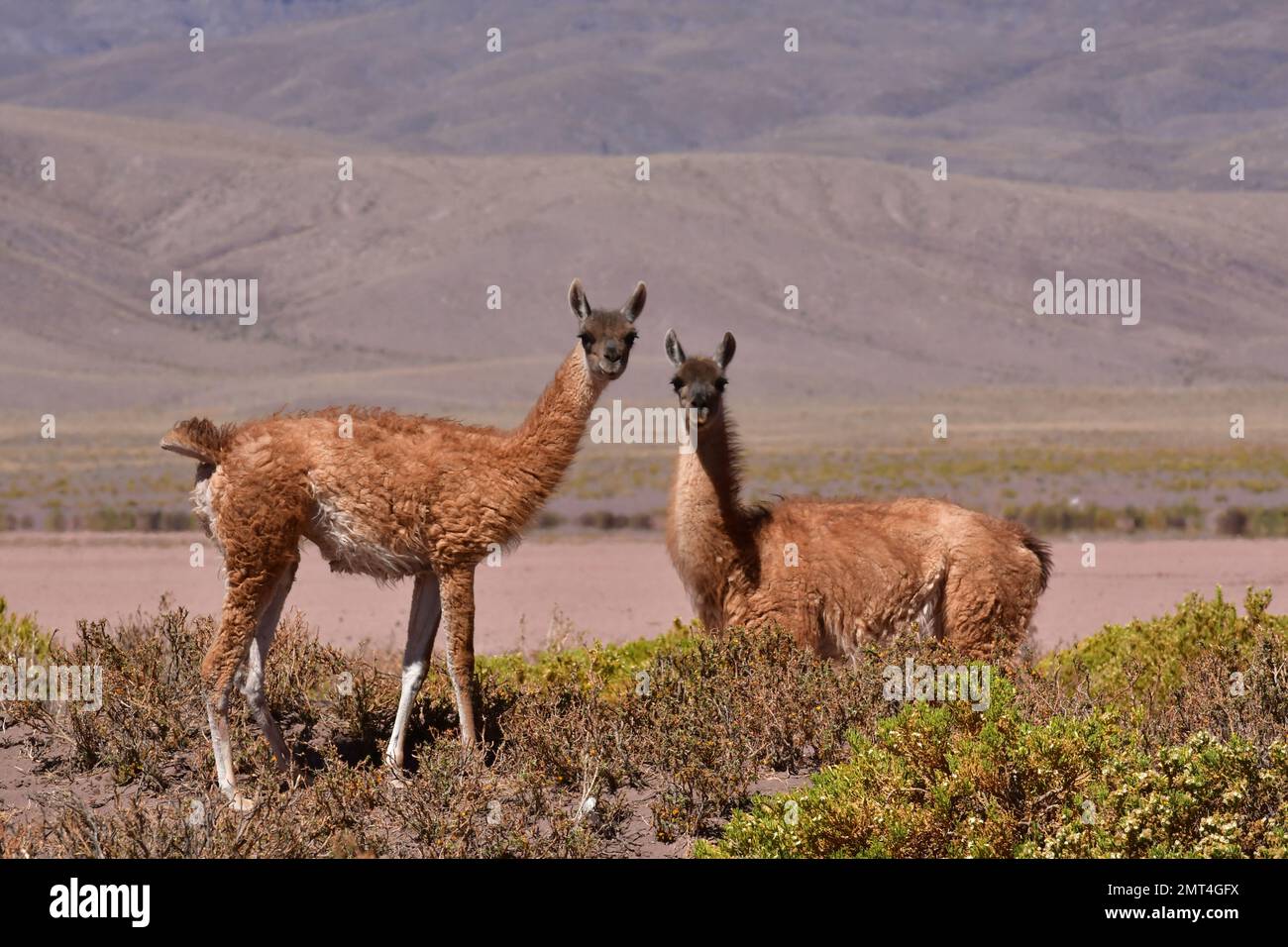 Guanaco in Atacama Desert Chile South America Stock Photo - Alamy