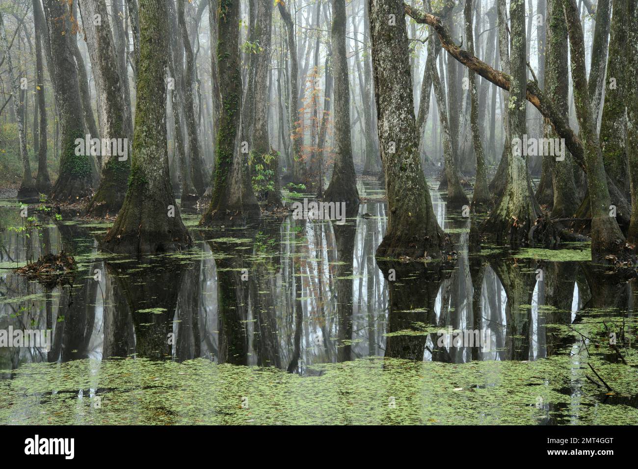 USA, Deep South,Mississippi, Canton, Natchez Trace Stock Photo - Alamy