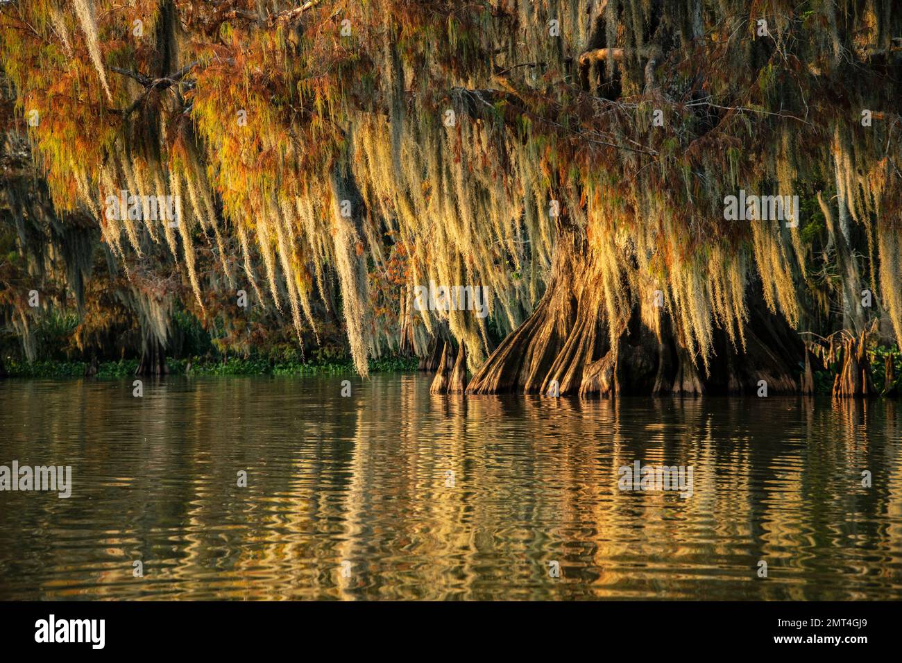 USA, Louisiana, Atchafalaya Basin, Lake Fausse Pointe State Park Stock ...