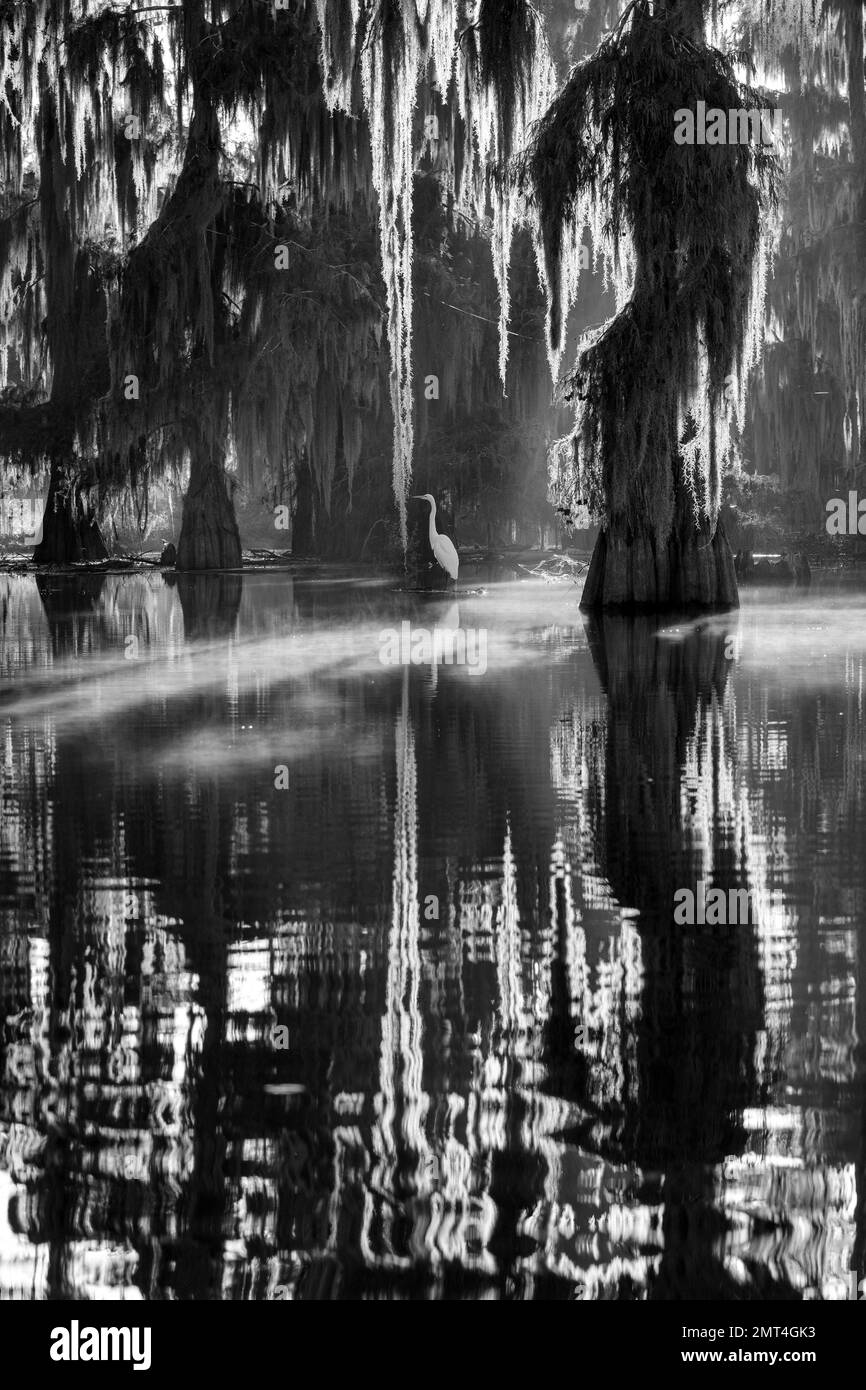 Atchafalaya basin louisiana Black and White Stock Photos & Images - Alamy