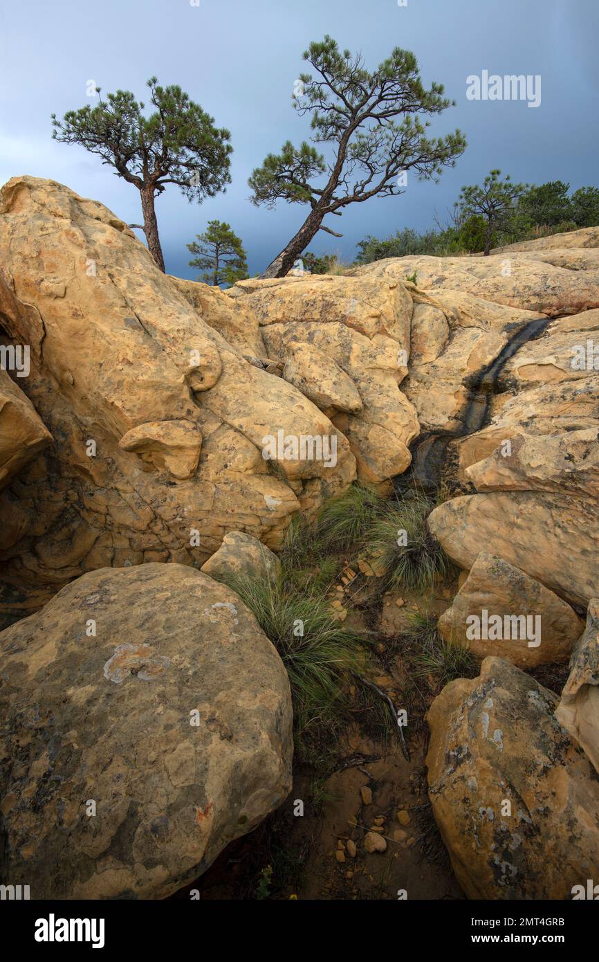 USA, Southwest, New Mexico, El Malpais National Monument, Pinon Pine ...