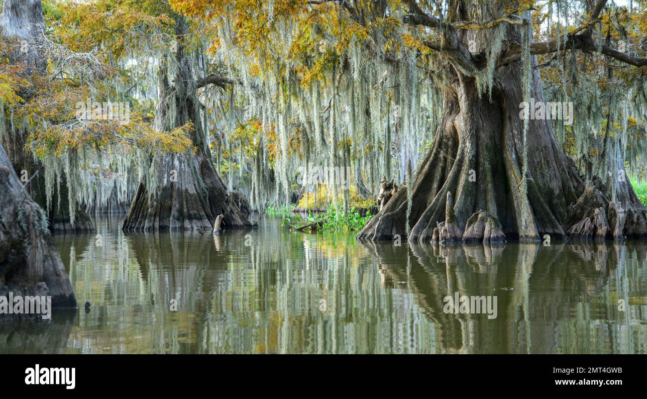 USA, Louisiana, Atchafalaya Basin,, Lake Fausse Pointe State Park Stock ...