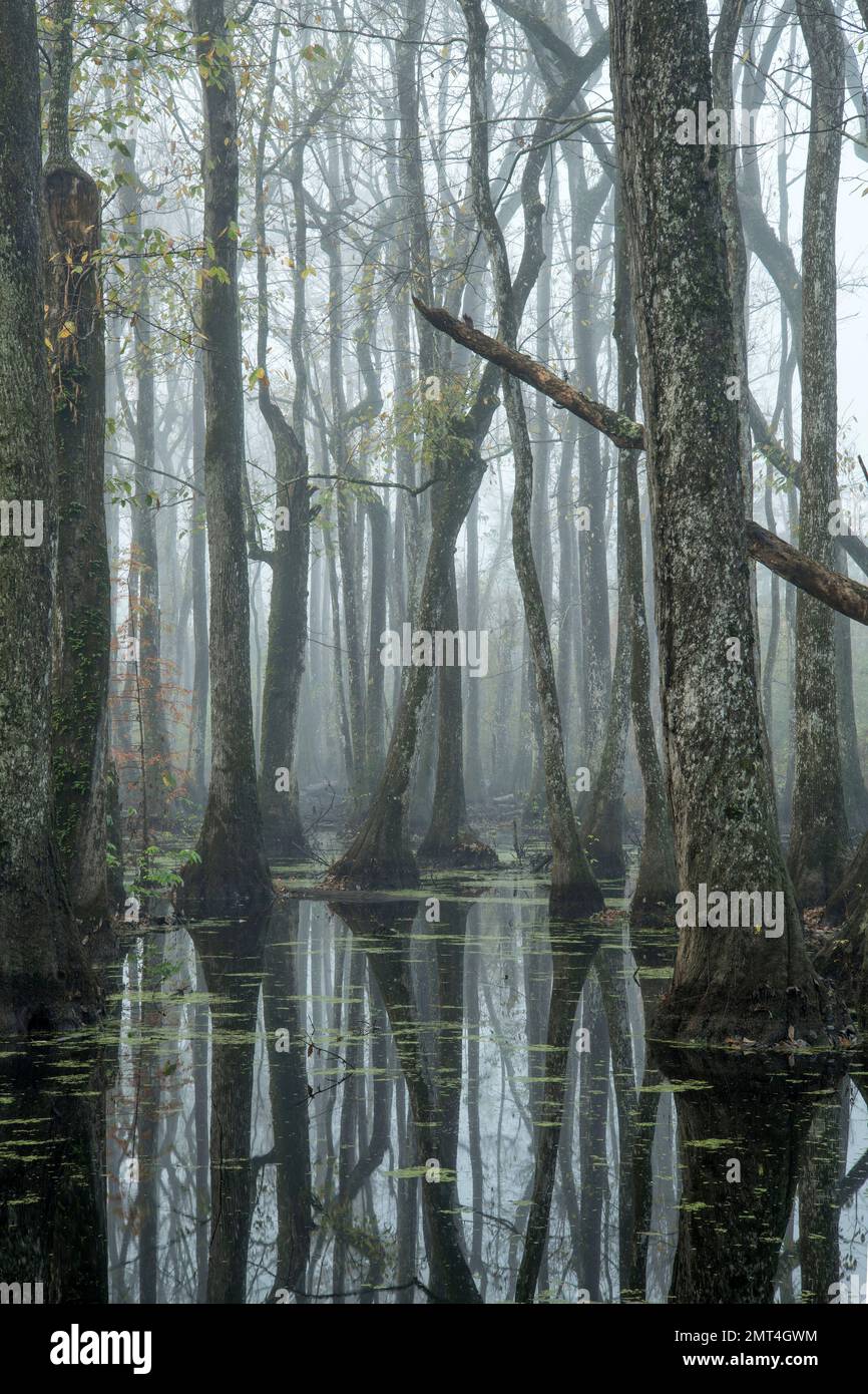 USA, Deep South,Mississippi, Canton, Natchez Trace, Bog Stock Photo - Alamy