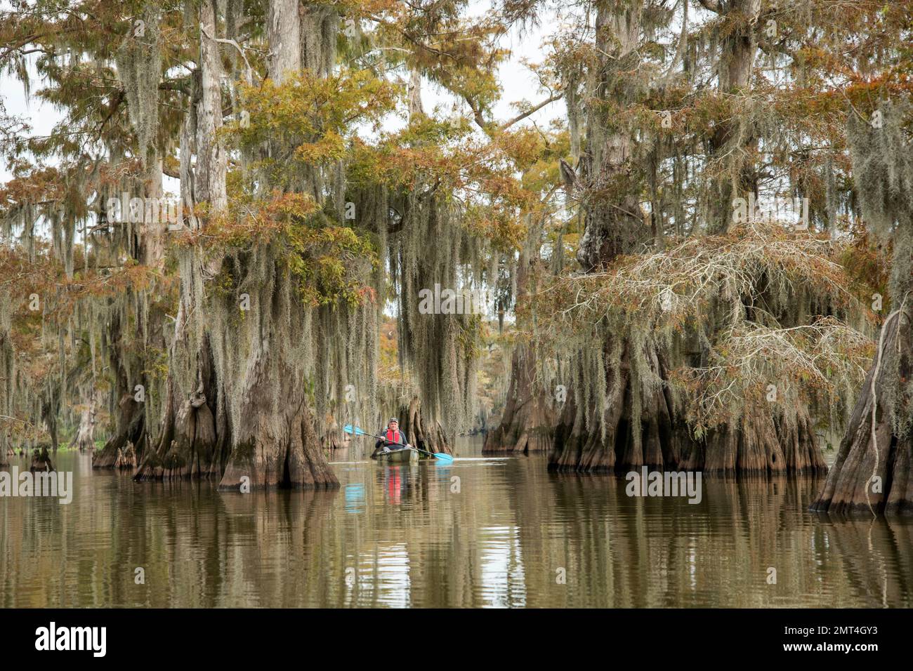 USA, Louisiana, Atchafalaya Basin,, Lake Fausse Pointe State Park Stock ...