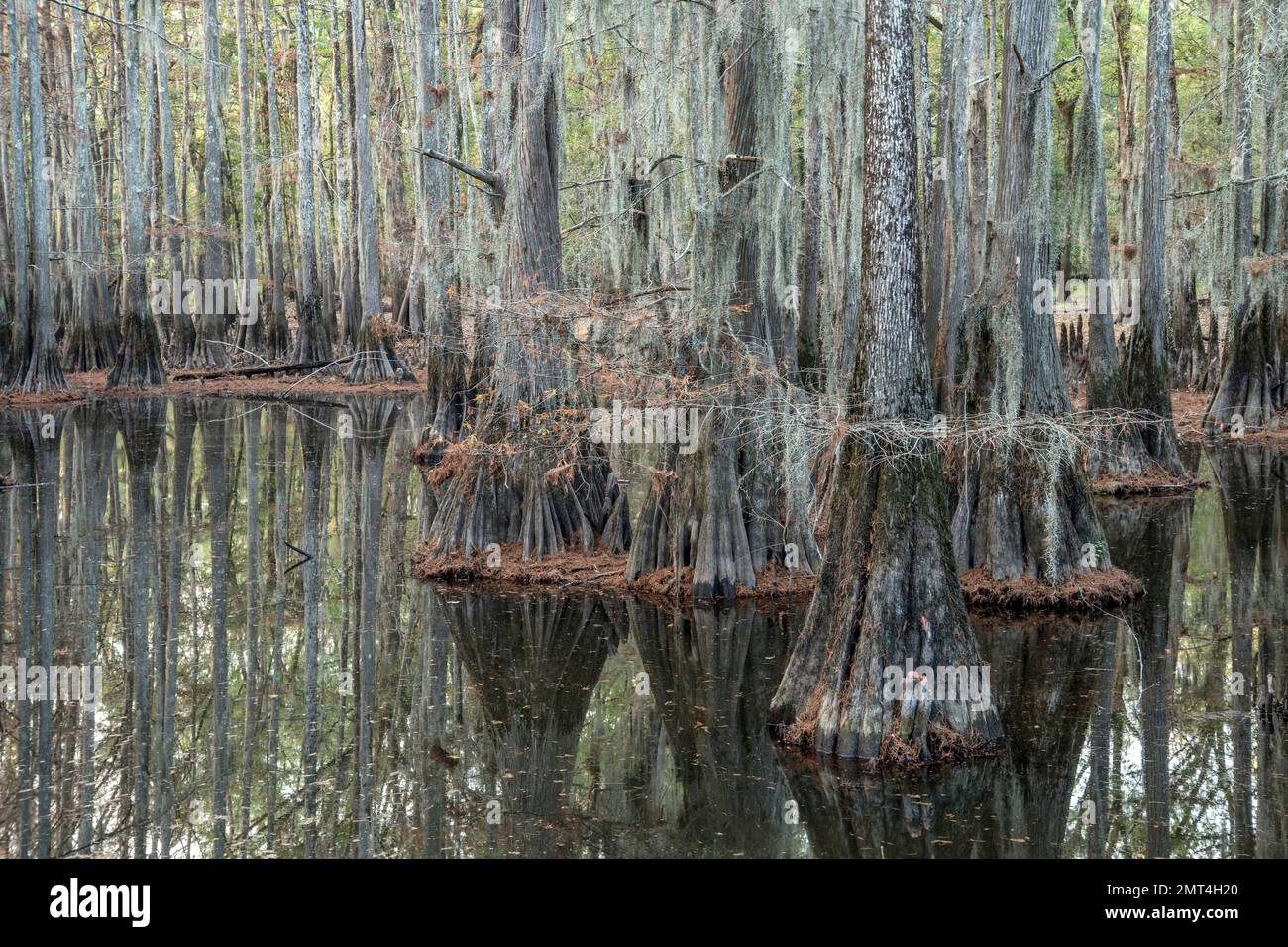 Big bayou hi-res stock photography and images - Alamy