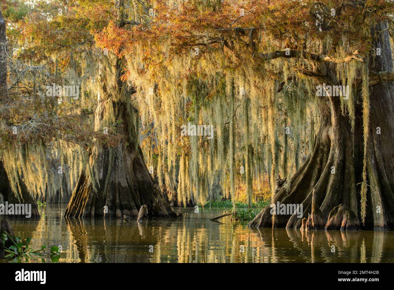 USA, Louisiana, Atchafalaya Basin, Lake Fausse Pointe State Park Stock ...
