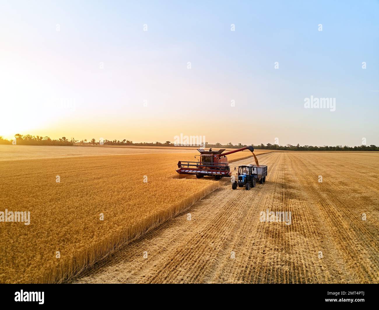 Aerial of overloading grain from combine harvester to grain box trailer ...