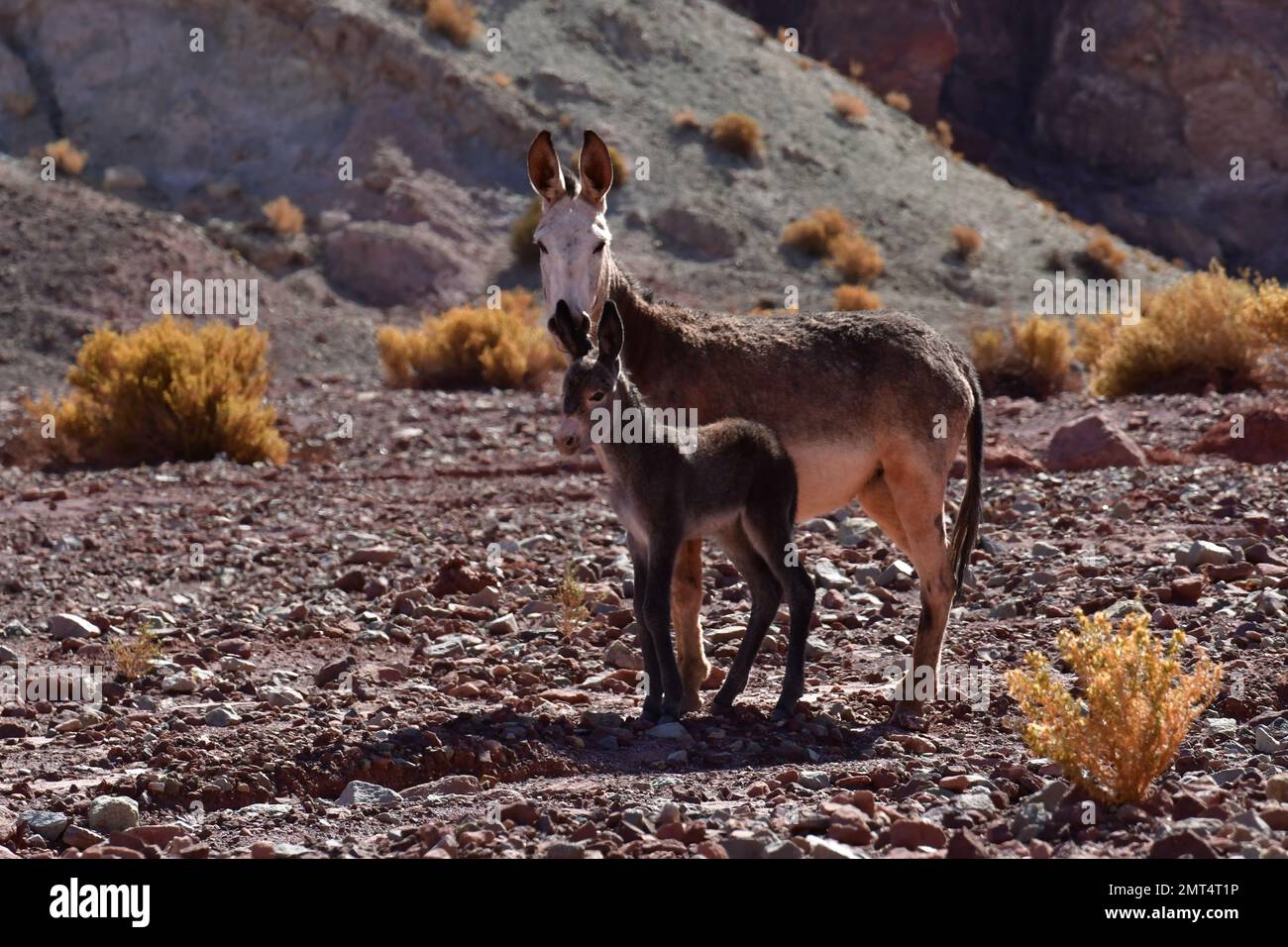 Wild Donkey with foal in atacama Desert chile south America Stock Photo ...