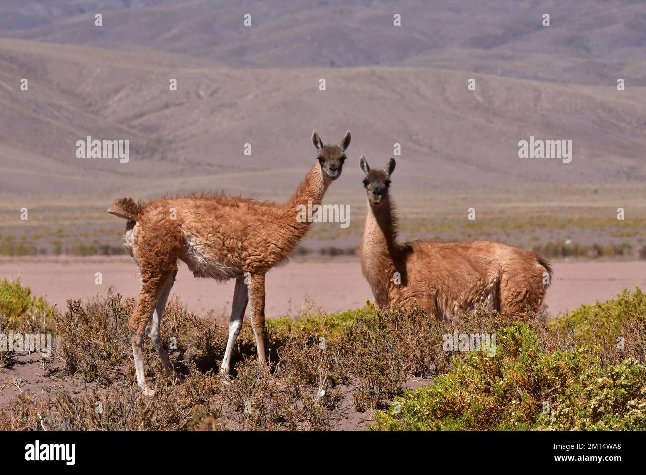 All About South American Guanacos
