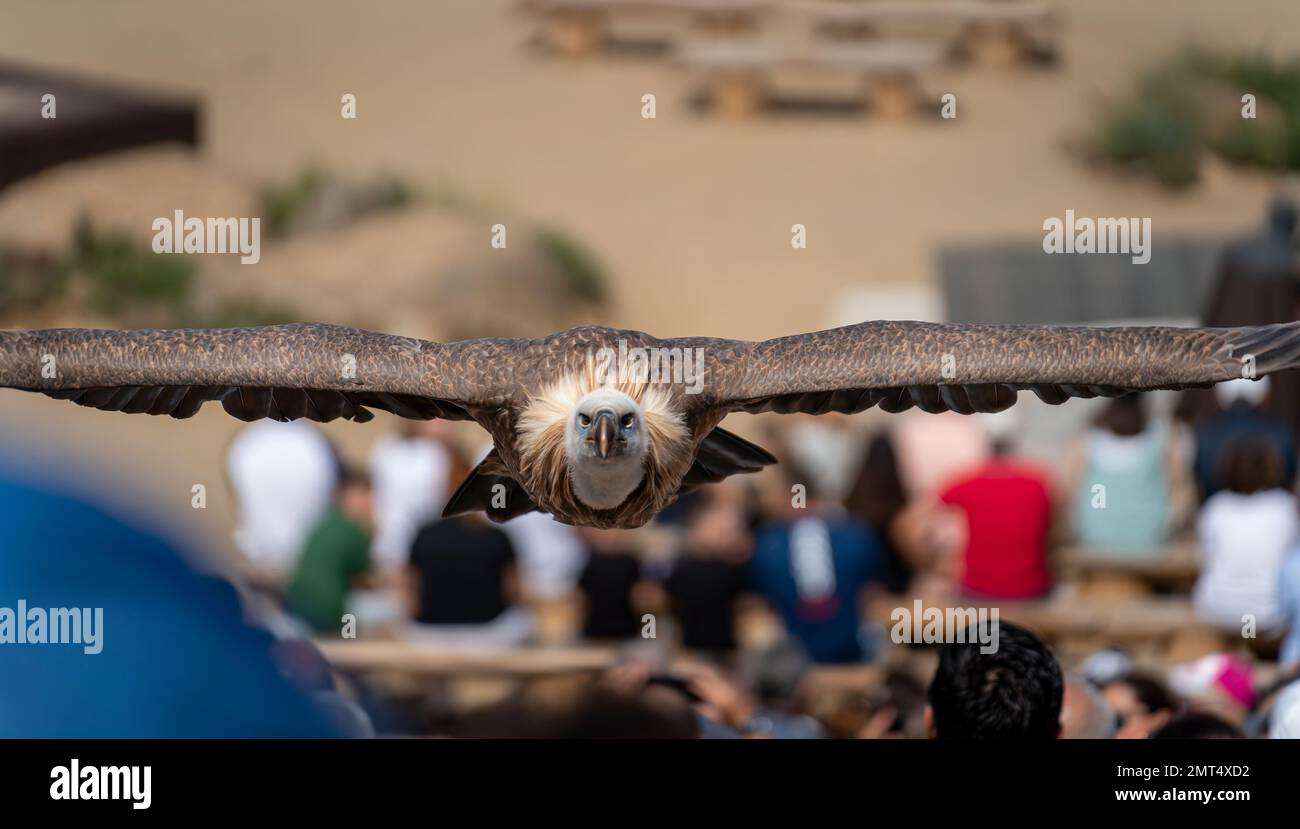 Gliding camera hi-res stock photography and images - Alamy
