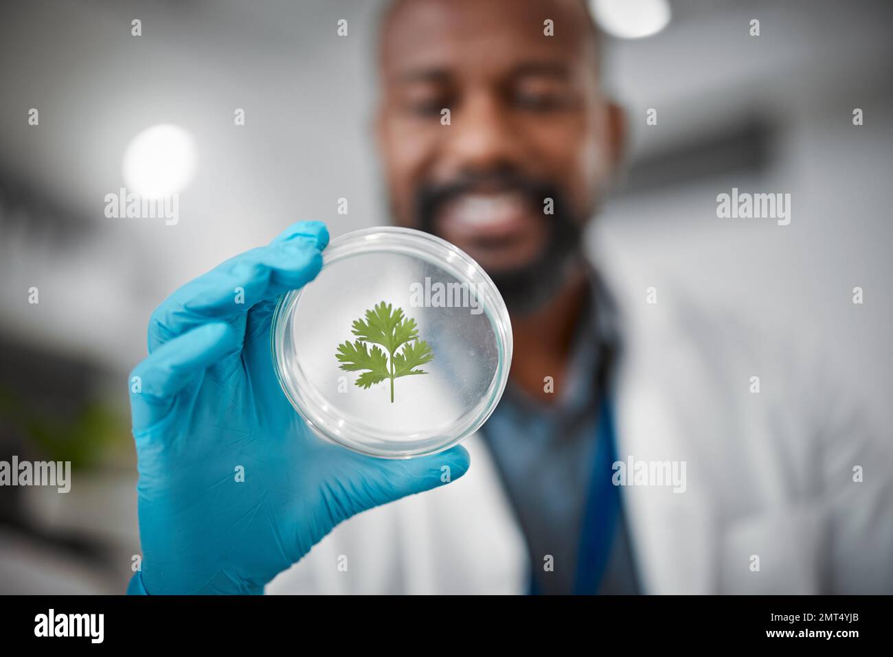Laboratory, petri dish or hands with leaf sample in medical engineering, gmo food analytics or ...