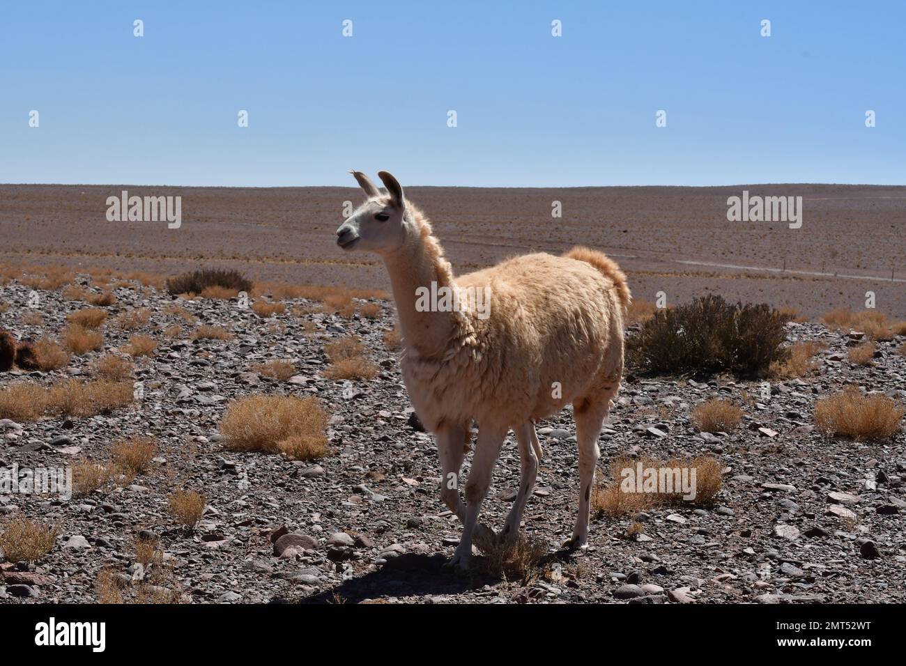 Lamas in Atacama Desert Chile South America Stock Photo - Alamy