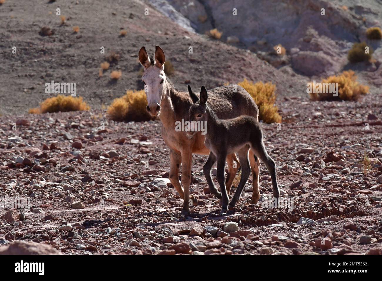 Wild Donkey with foal in atacama Desert chile south America Stock Photo ...
