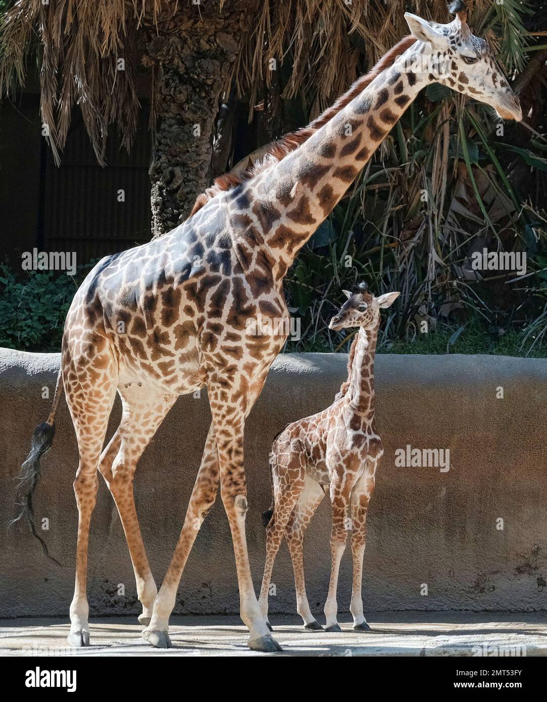 A two week old female Masai baby giraffe born July 11, stands next to an older giraffe during it ...