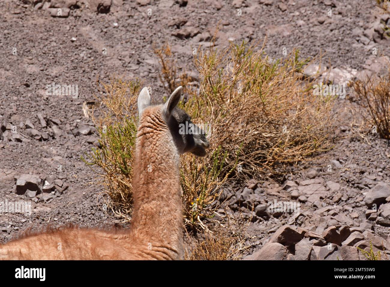 Guanaco in Atacama Desert Chile South America Stock Photo - Alamy