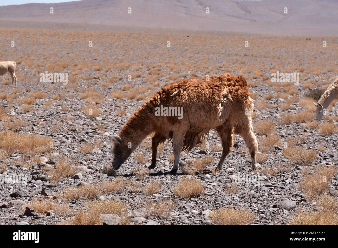 Lamas in Atacama Desert Chile South America Stock Photo - Alamy