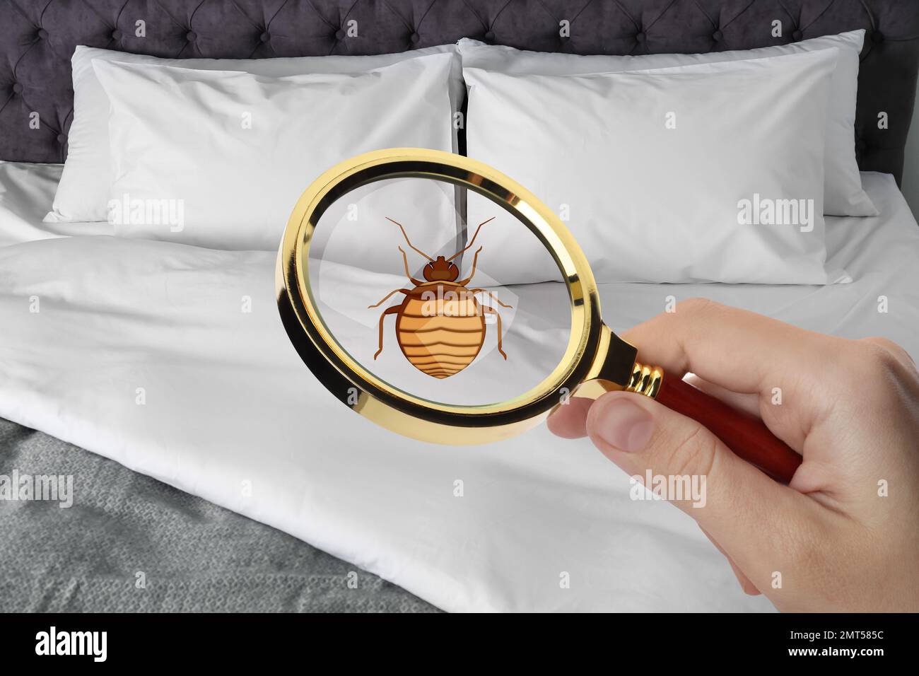 Woman with magnifying glass detecting bed bug, closeup Stock Photo - Alamy