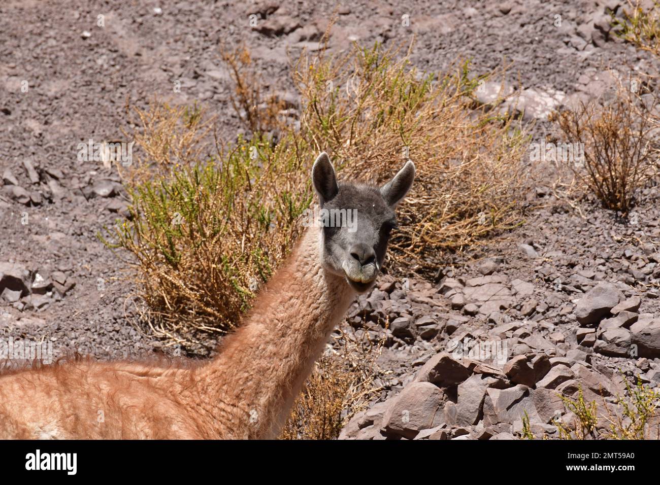 Guanaco in Atacama Desert Chile South America Stock Photo - Alamy