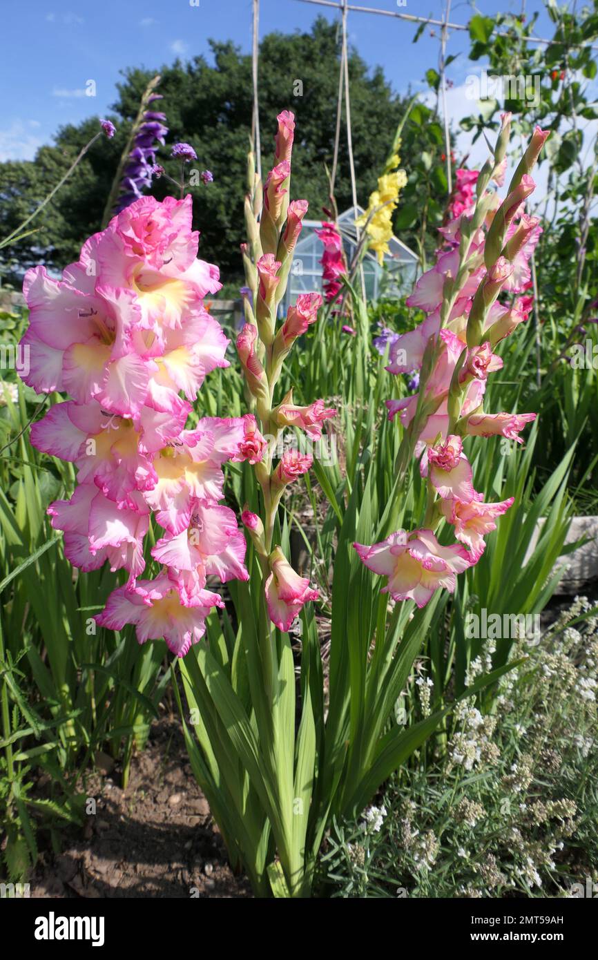 Densely packed flower beds full of decorative plants hi-res stock ...