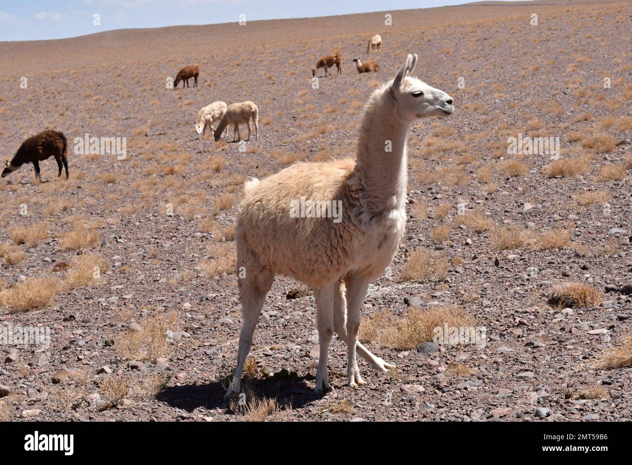 Lamas in Atacama Desert Chile South America Stock Photo - Alamy