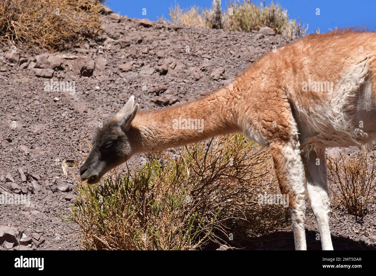 Guanaco in Atacama Desert Chile South America Stock Photo - Alamy