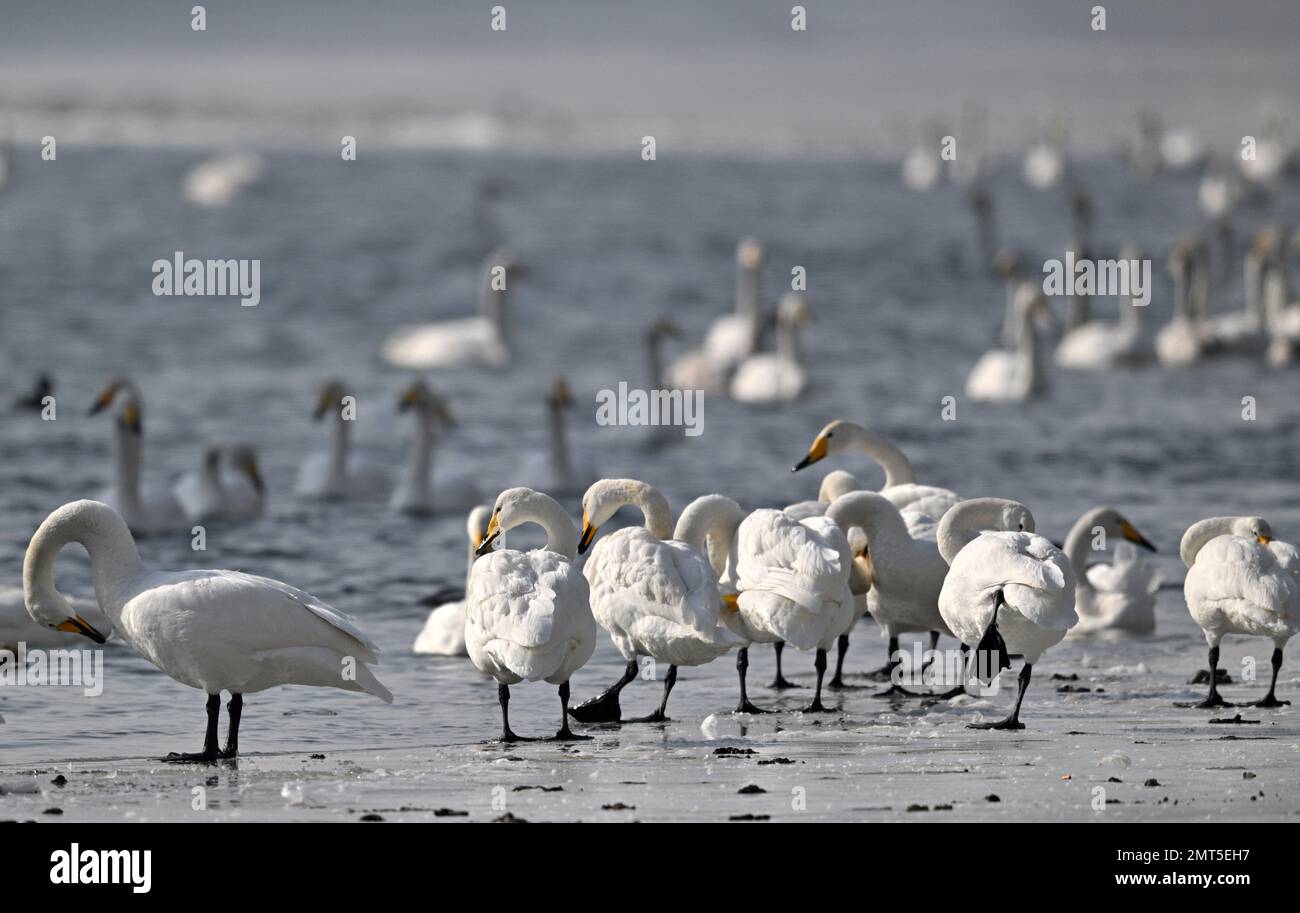BAZHOU, CHINA - FEBRUARY 1, 2023 - Swans swim in the kongque river in ...