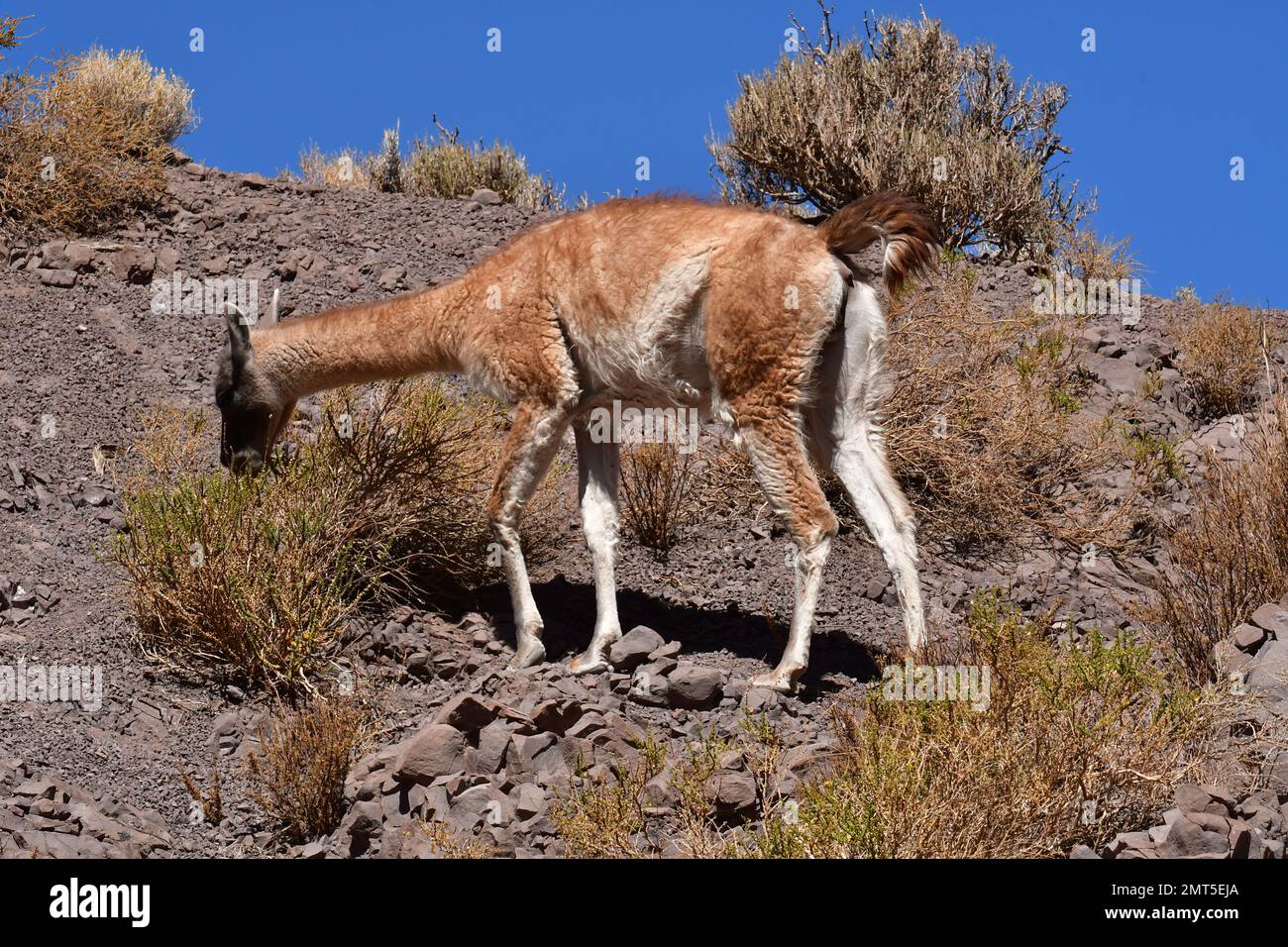 Guanaco in Atacama Desert Chile South America Stock Photo - Alamy