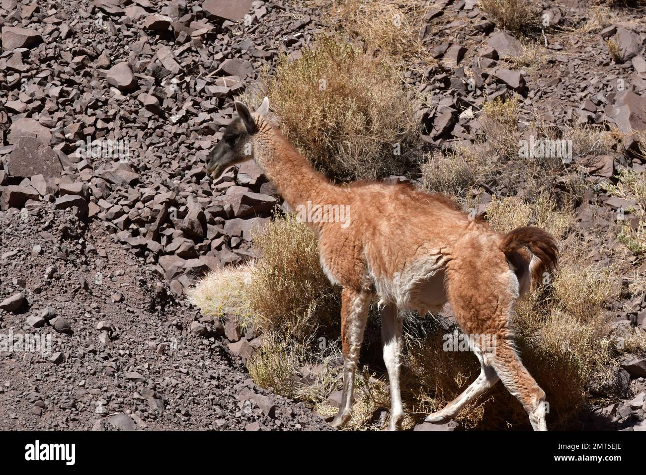 Guanaco in Atacama Desert Chile South America Stock Photo - Alamy