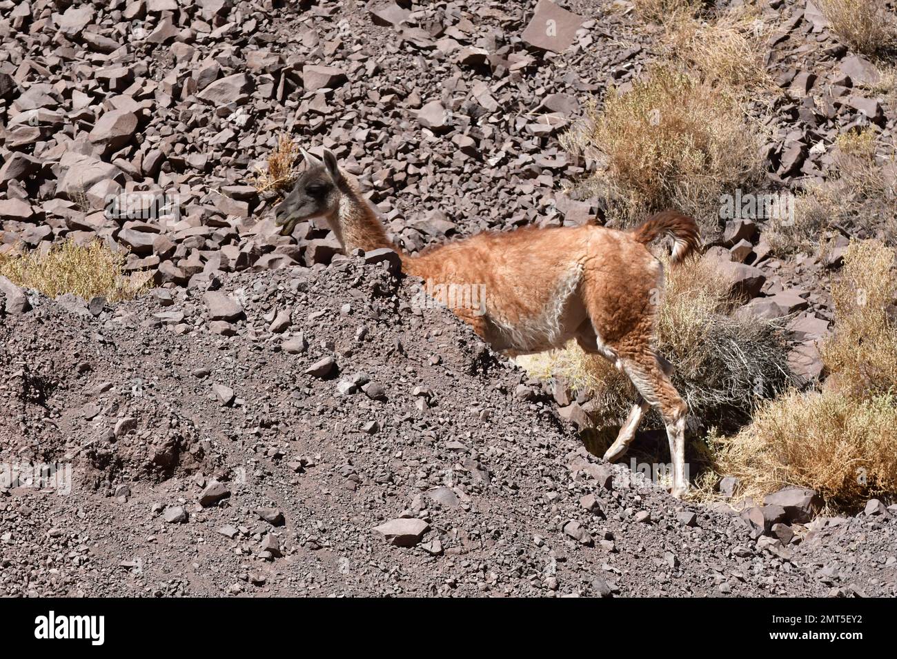 Guanaco in Atacama Desert Chile South America Stock Photo - Alamy