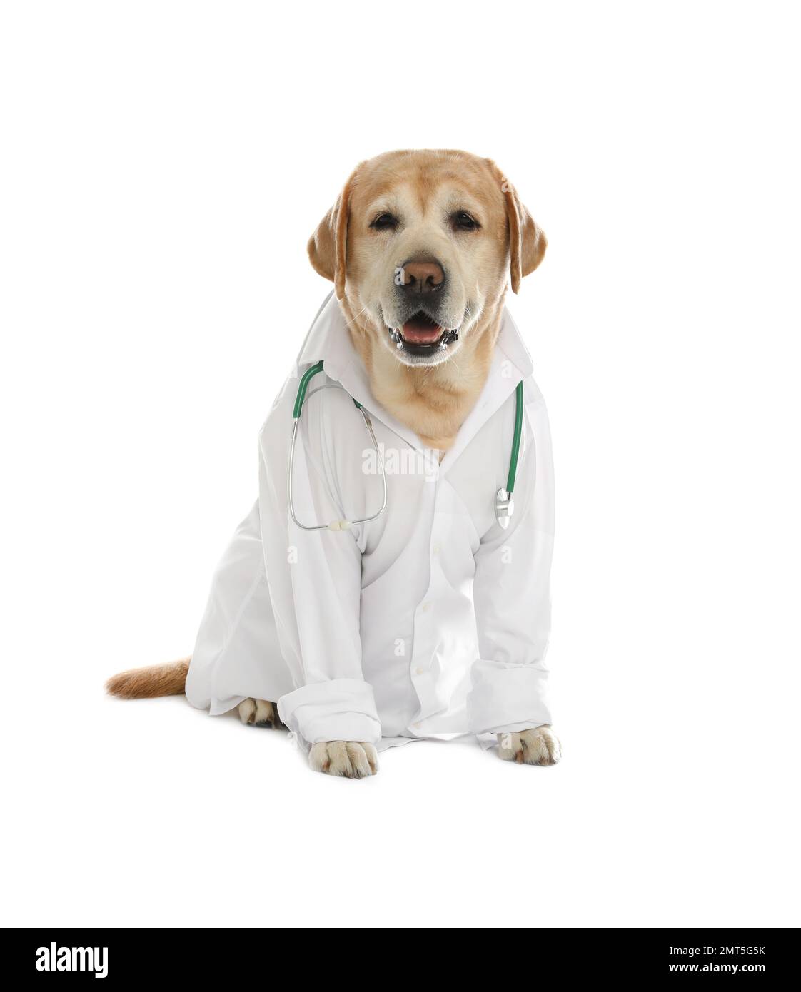 Cute Labrador dog in uniform with stethoscope as veterinarian on white ...