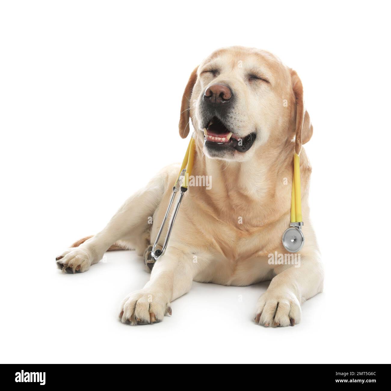 Cute Labrador dog with stethoscope as veterinarian on white background ...
