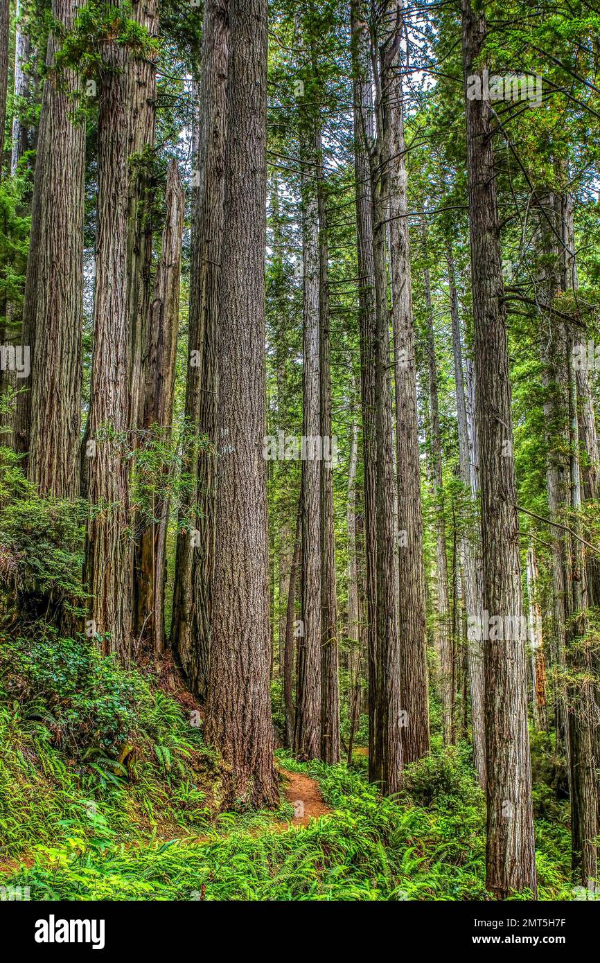 beautiful long trees in a forest Stock Photo - Alamy