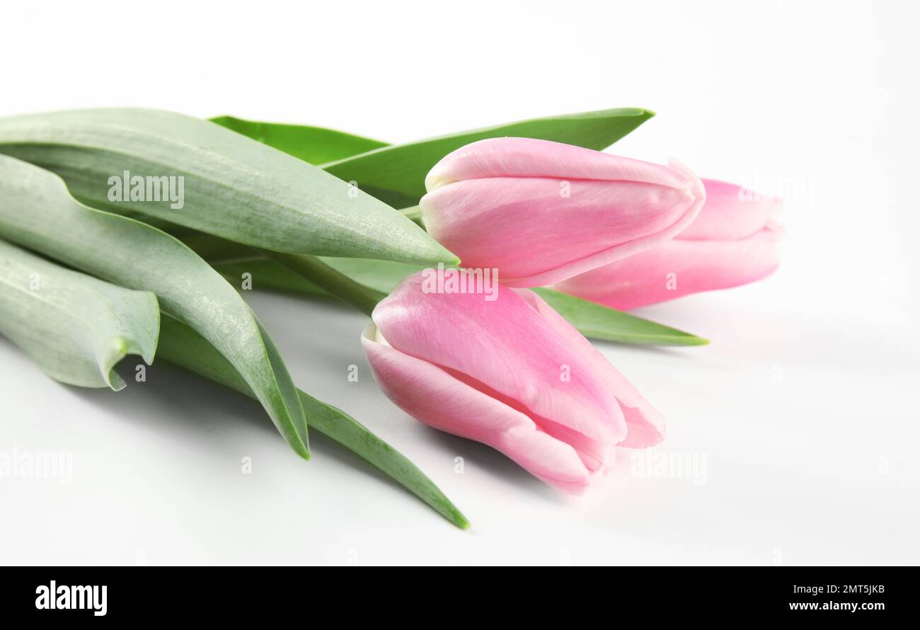 Beautiful pink spring tulips hi-res stock photography and images - Alamy