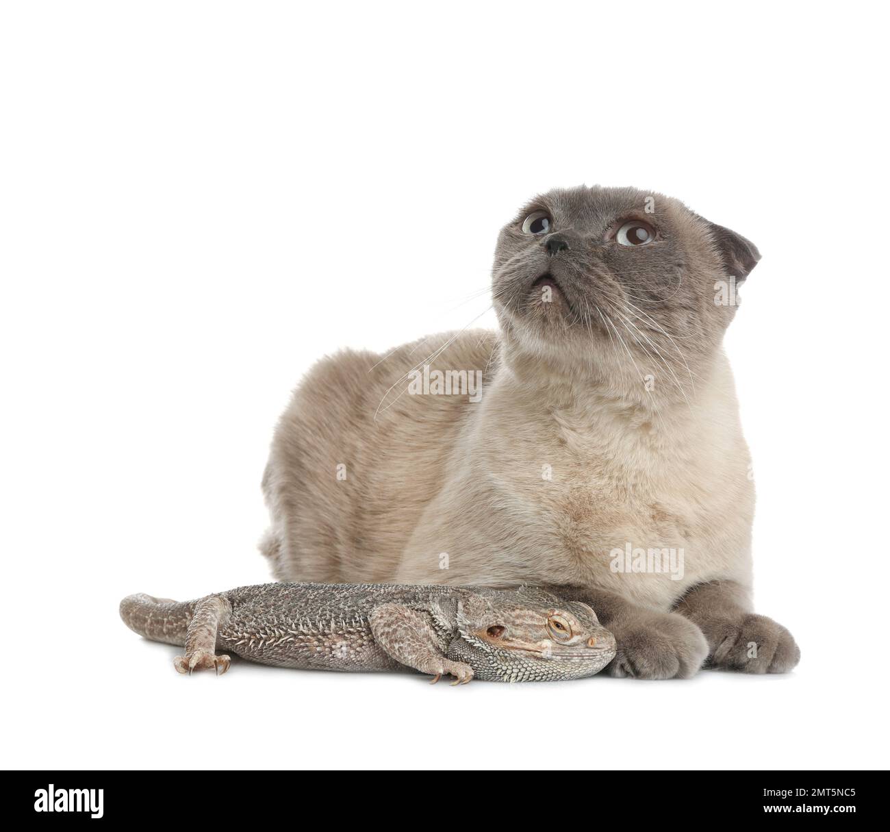Cute Scottish fold cat and bearded lizard on white background. Funny ...