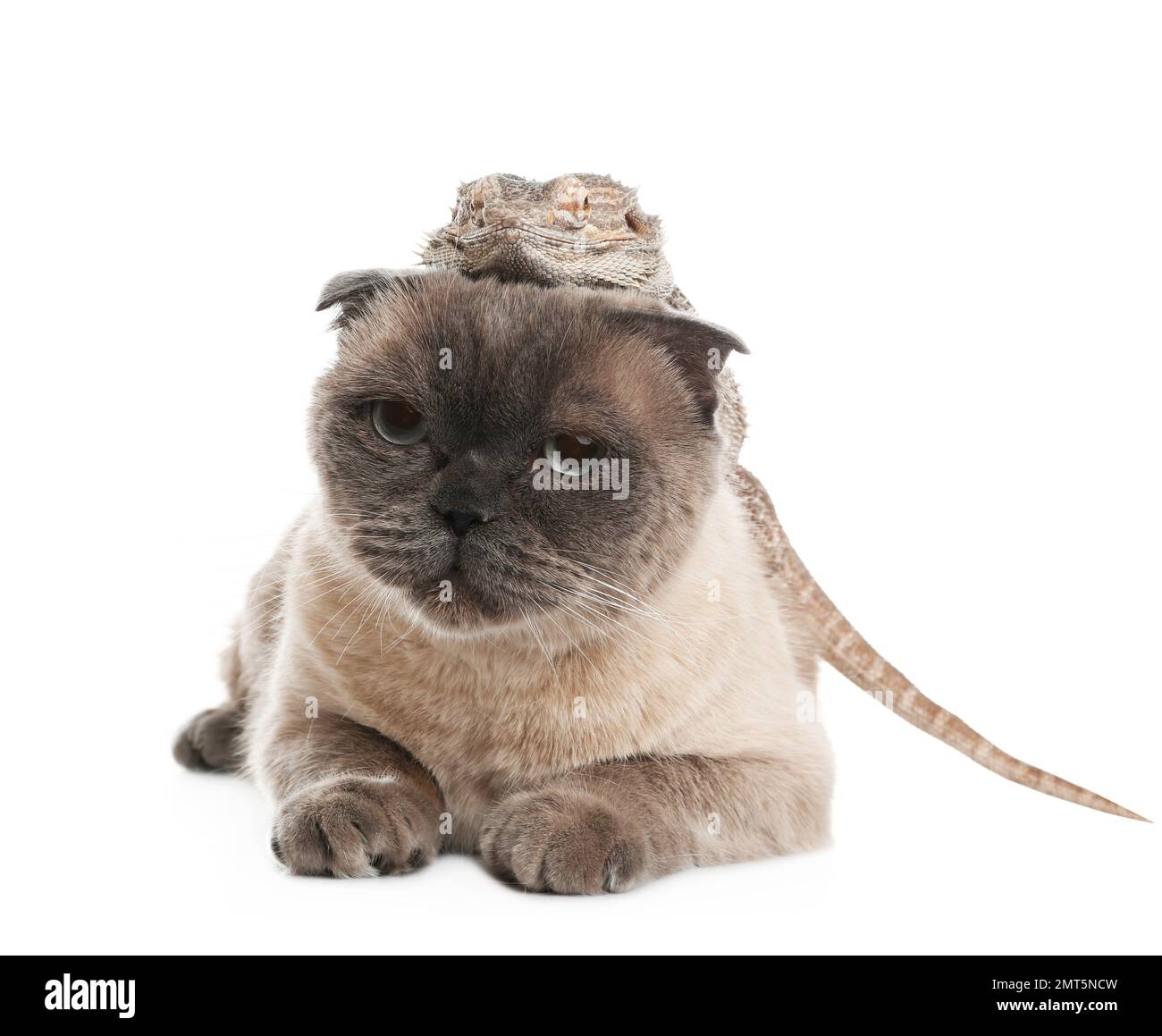 Cute Scottish fold cat and bearded lizard on white background. Funny ...
